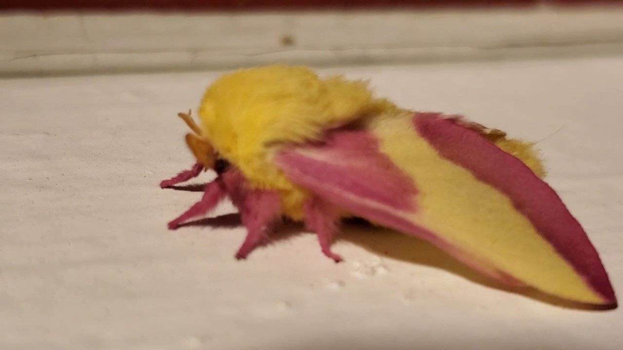 Trump Moth Spotted In New Hampshire (May of 2020) - YouTube