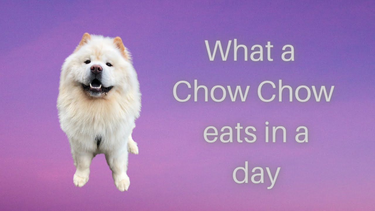 Day In the Life of a Chow Chow & What a Chow Chow eats in a day - YouTube