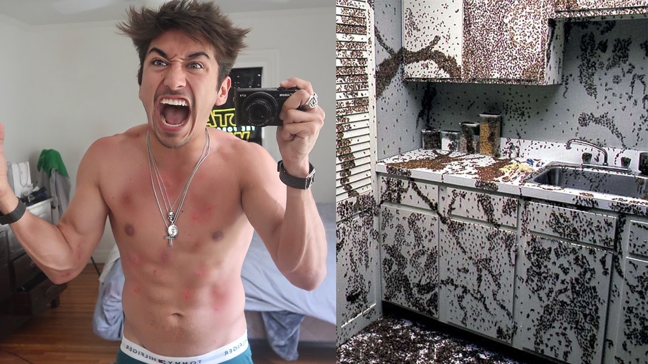 CRAZY BUG INFESTATION IN MY HOUSE!!! - YouTube