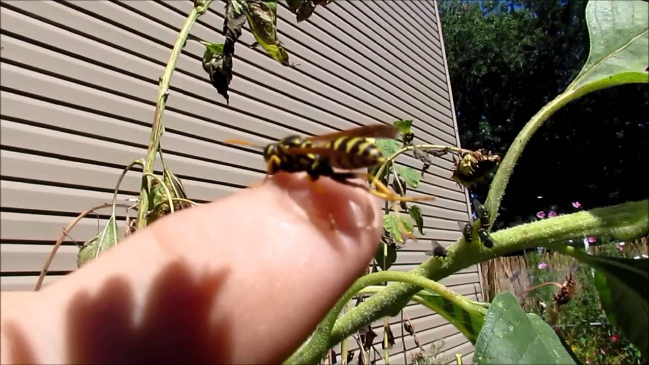 My Wasp Friend - YouTube