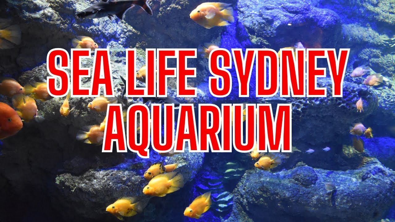 SEA LIFE Sydney Aquarium | Australia | Must-Visit Places in Sydney ...