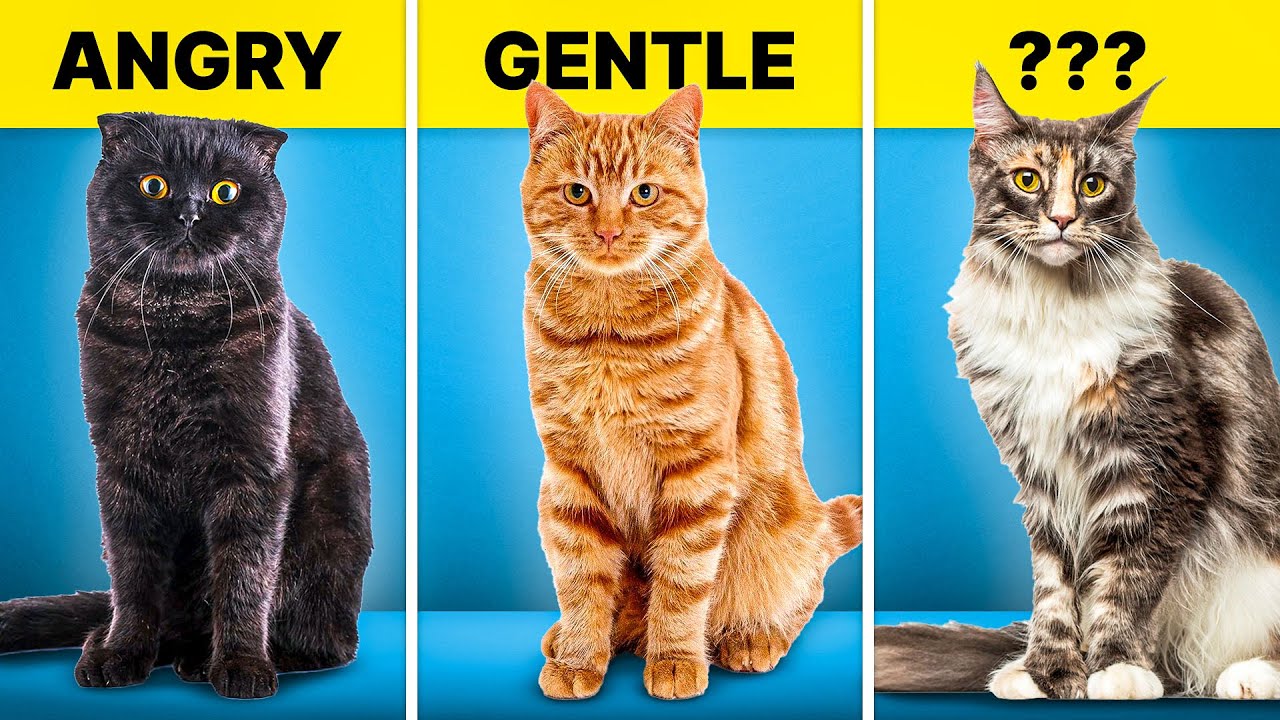 What Your Cats COLOR Says About Their Personality And Well Being - YouTube