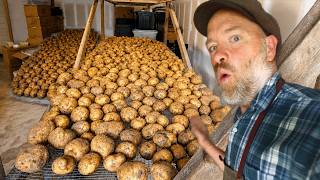 Harvesting Hundreds of Pounds of Potatoes | No Root Cellar