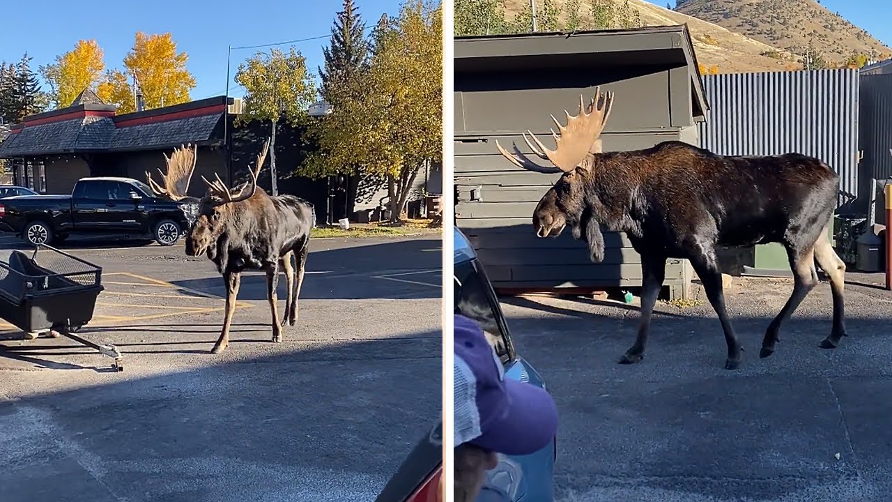 Gigantic moose casually strolls past pedestrians #shorts - YouTube