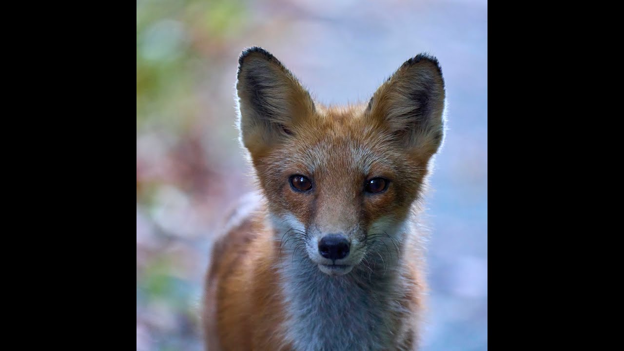 Red Fox at Bombay Hook - YouTube