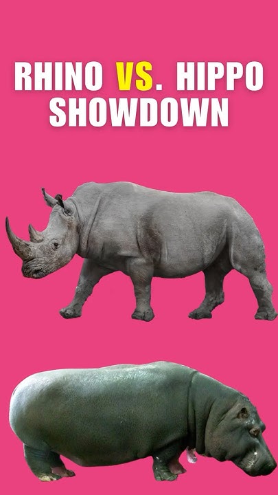 "Rhino vs Hippo Showdown" #rhino #hippo #shorts - YouTube