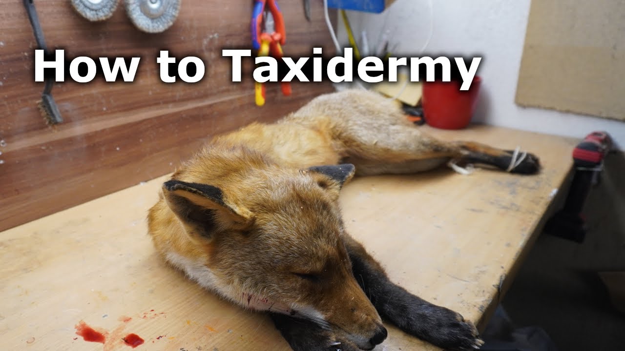 How to Taxidermy a Fox - YouTube