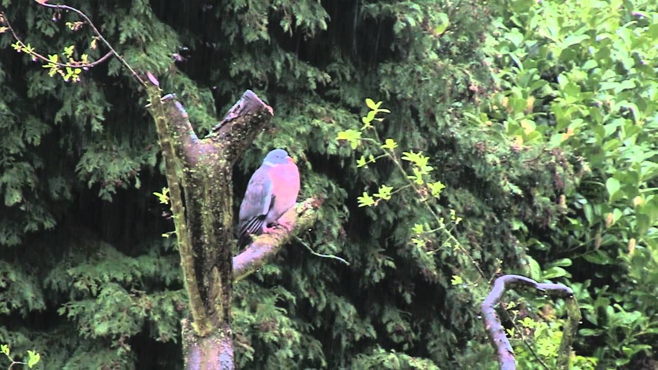 Burping Pigeon - YouTube