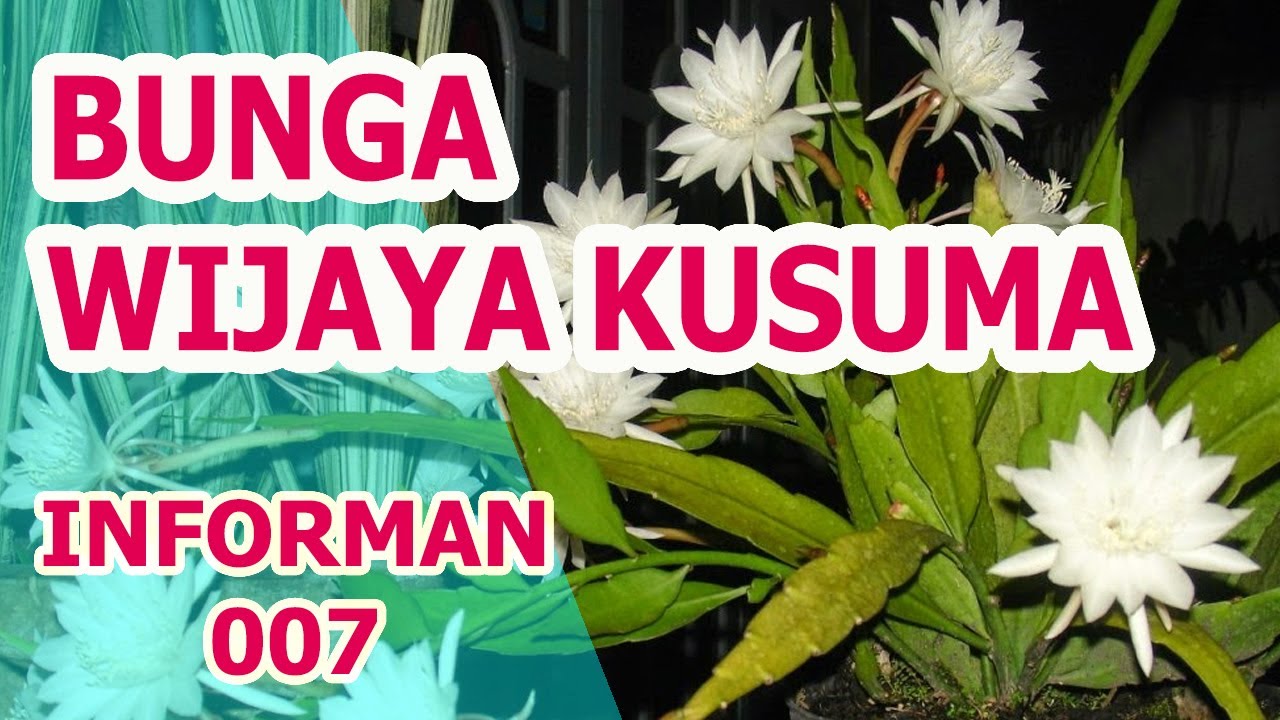 MENGENAL BUNGA WIJAYA KUSUMA DAN APA SAJA MANFAATNYA - YouTube