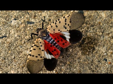 An invasive insect's eggs were spotted in California. It could ...