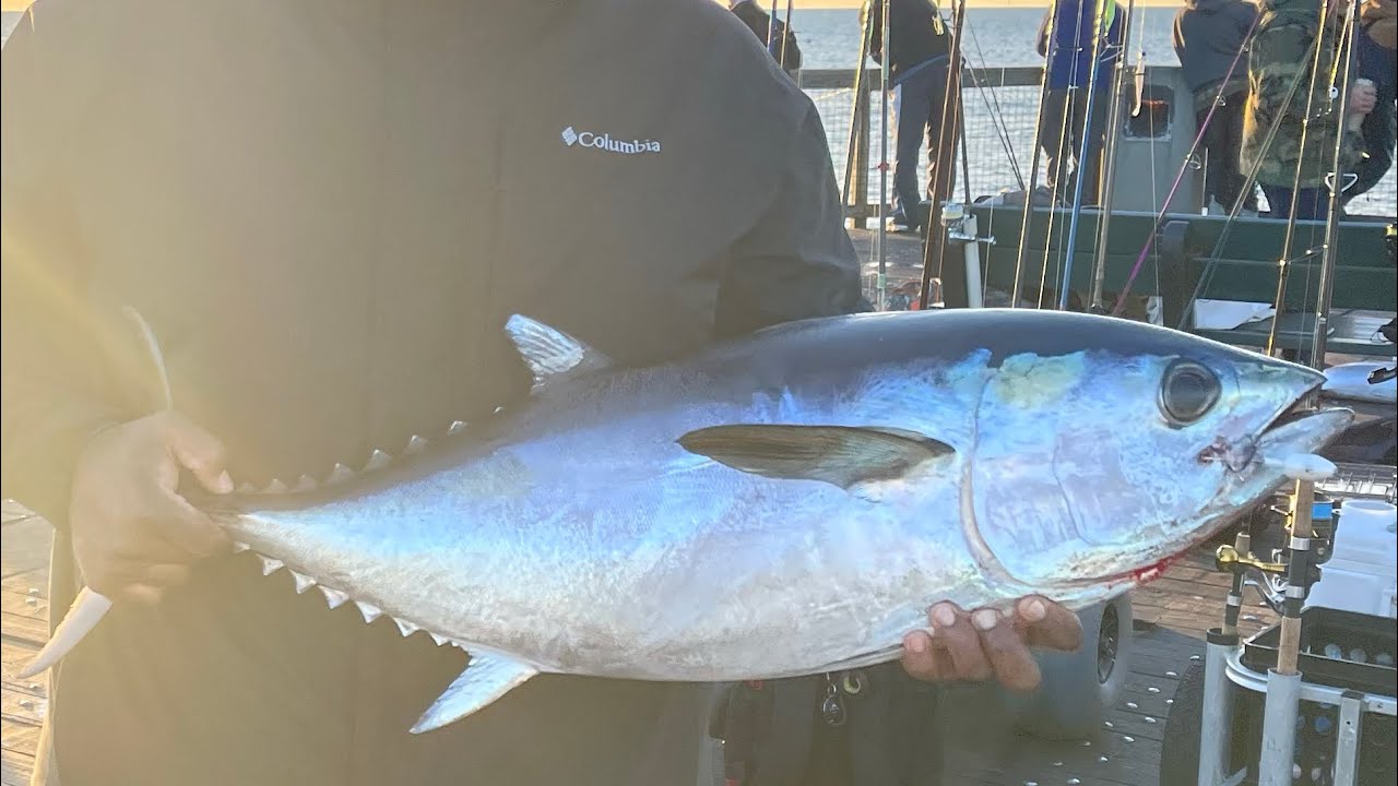 Catching The Fish Of A Lifetime From The Pier (Blackfin Tuna Catch and ...