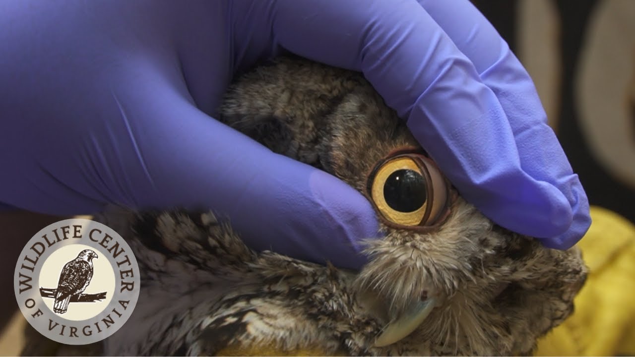 Volunteering at a WILDLIFE HOSPITAL - YouTube