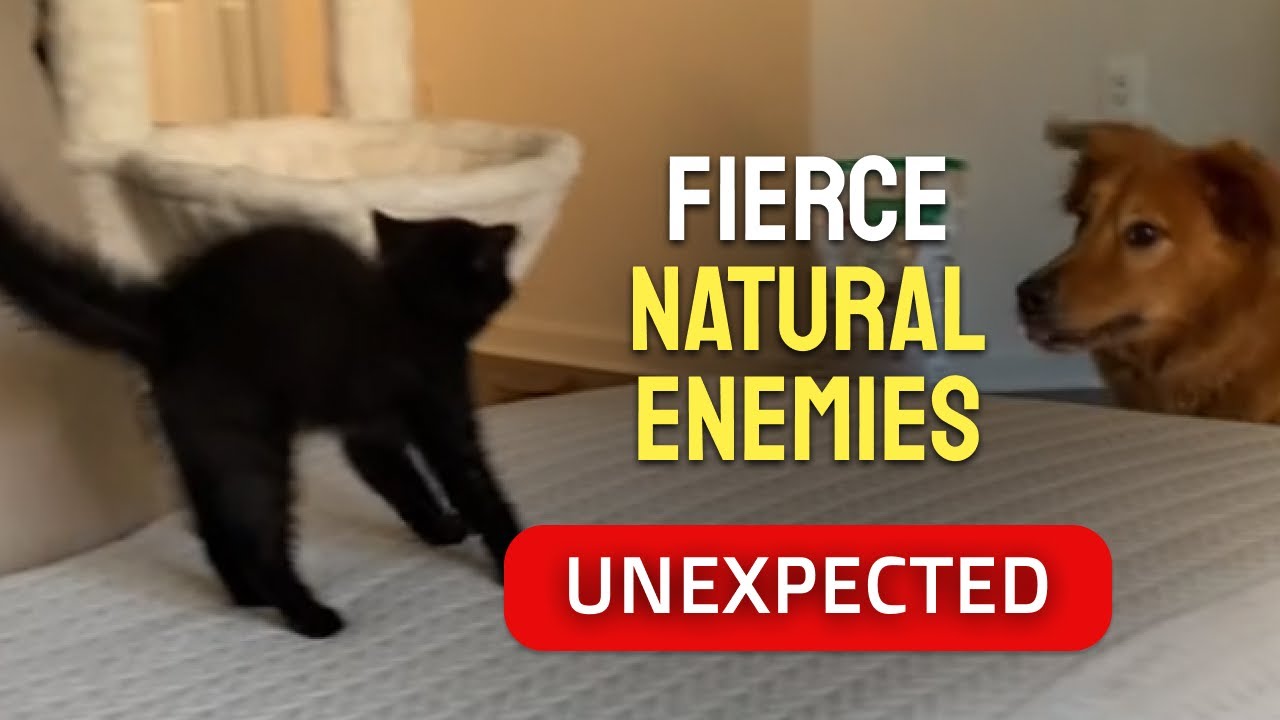 What Happens When Two OPPOSITE Animals Become Friends? - YouTube