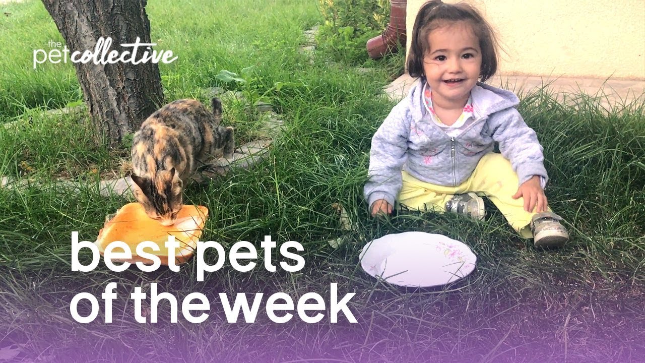 Best Pets of the Week - COPY CATS | The Pet Collective - YouTube