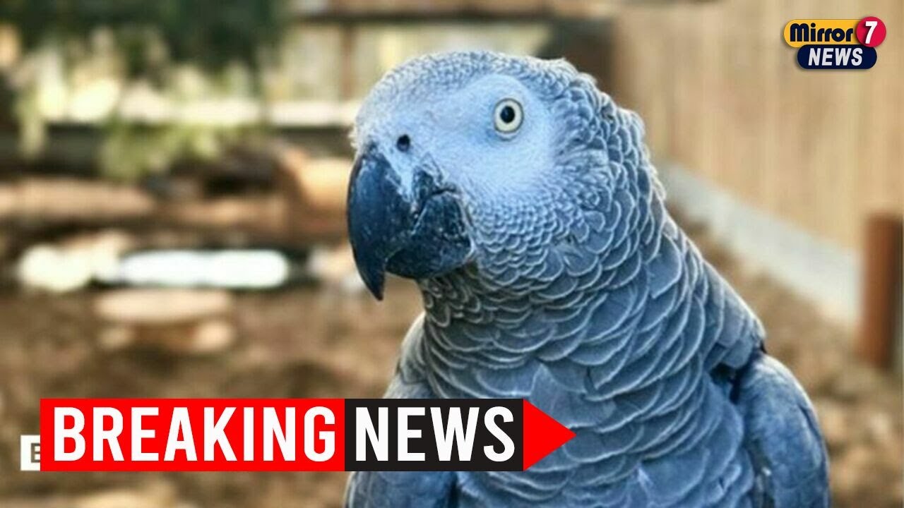 Profanity-Prone Parrots: A Feathery Fiasco in Lincolnshire Wildlife ...