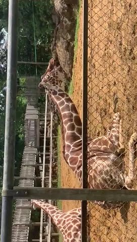Giraffe-Luna - YouTube