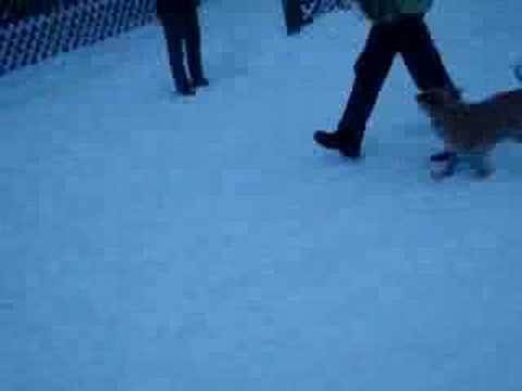 Os abominaveis homens da neve