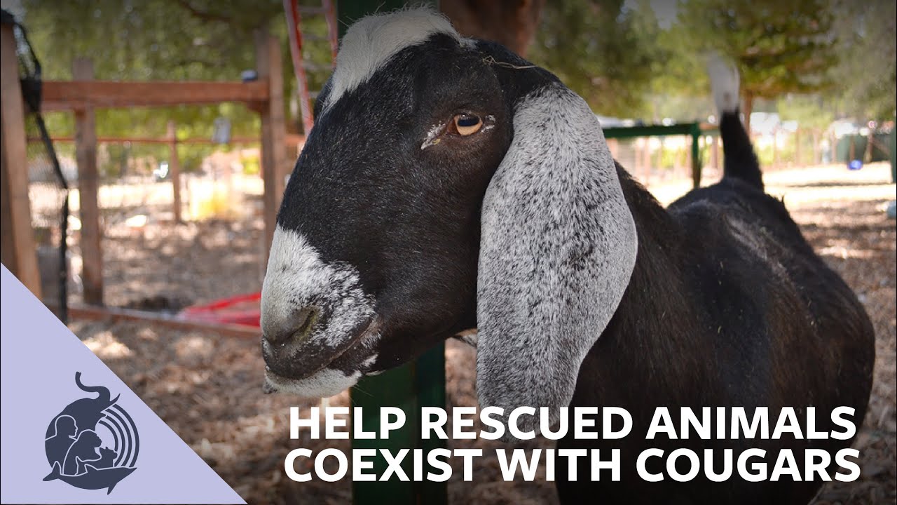 Help Rescued Animals Coexist With Cougars - YouTube