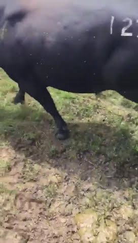 How to load a bull! - YouTube
