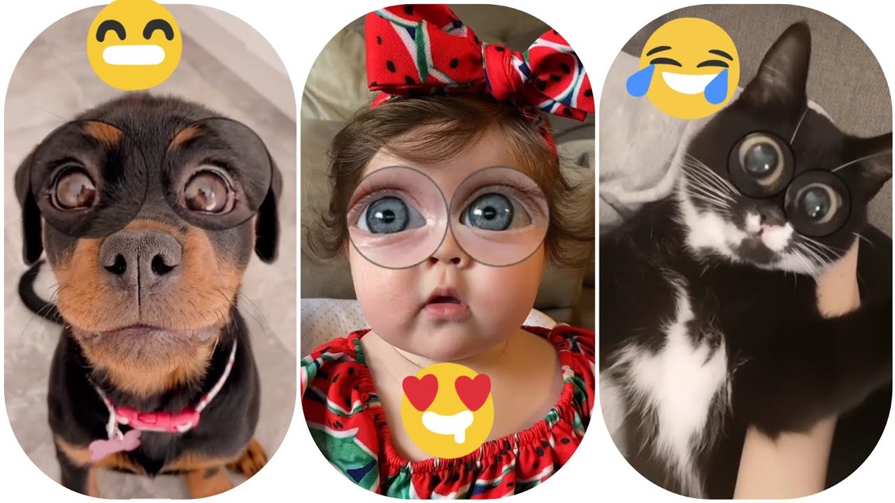 Hello My Name is Zuzie.( New Trend in TikTok) Best Funny cat🐱 and 🐶dog ...