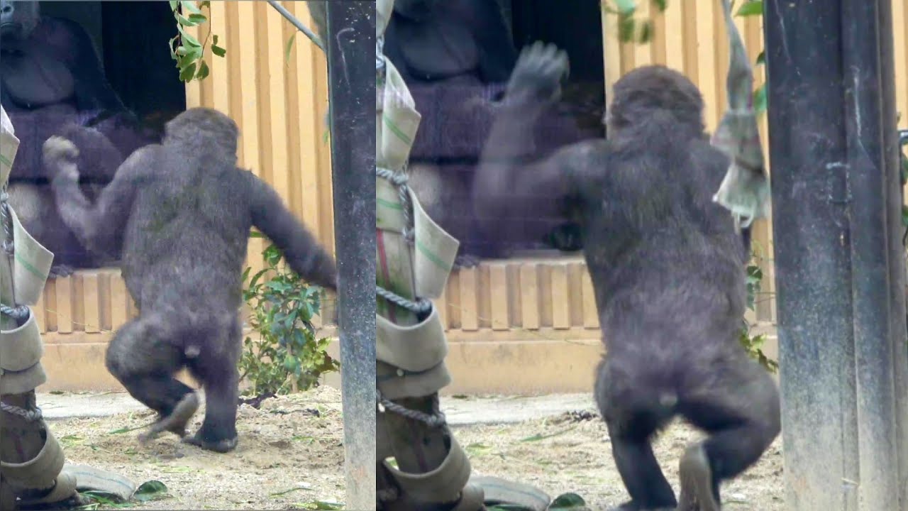 Kintaro runs to Dad, waving his hands. , Gorilla . Kyoto Zoo - YouTube