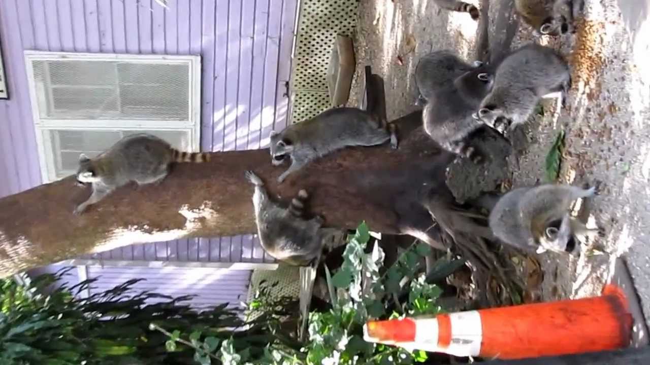 Raccoons at Cauley Square, Miami, Florida - YouTube