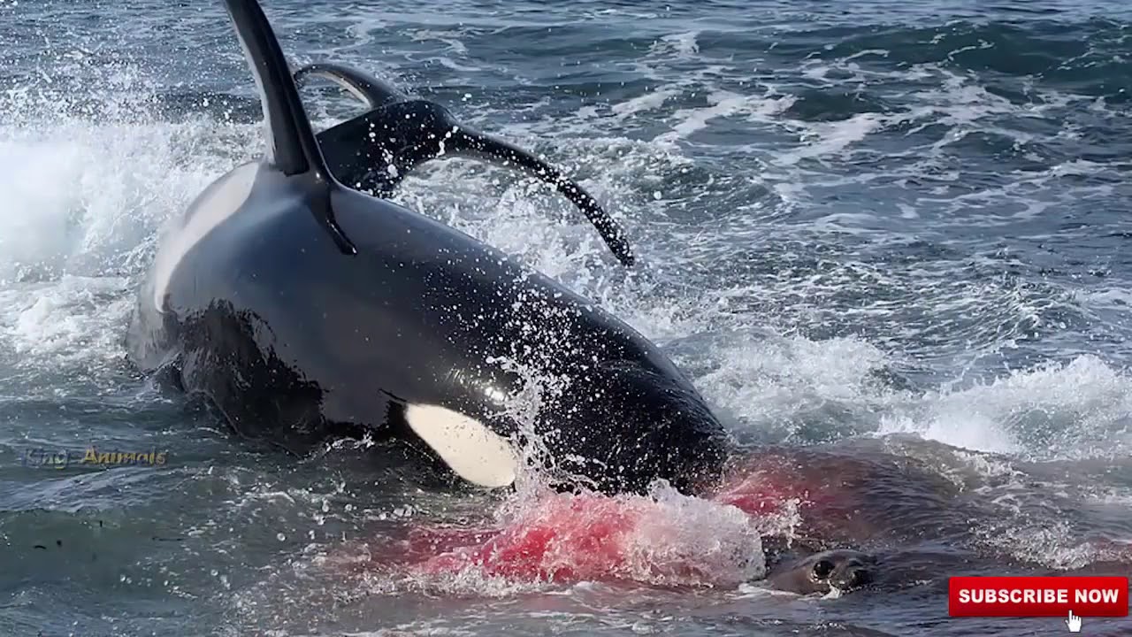 Big Battle of Blue Ocean - Polar Bear, Killer Whale vs Water Seal - YouTube