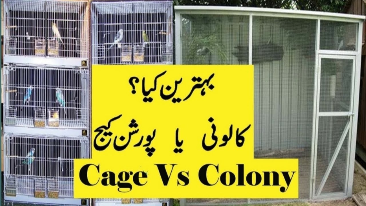 single portion best ya colony cage? 🤔 ayen daikhty hain 😍♥️🌹🦜🦜🦜 - YouTube