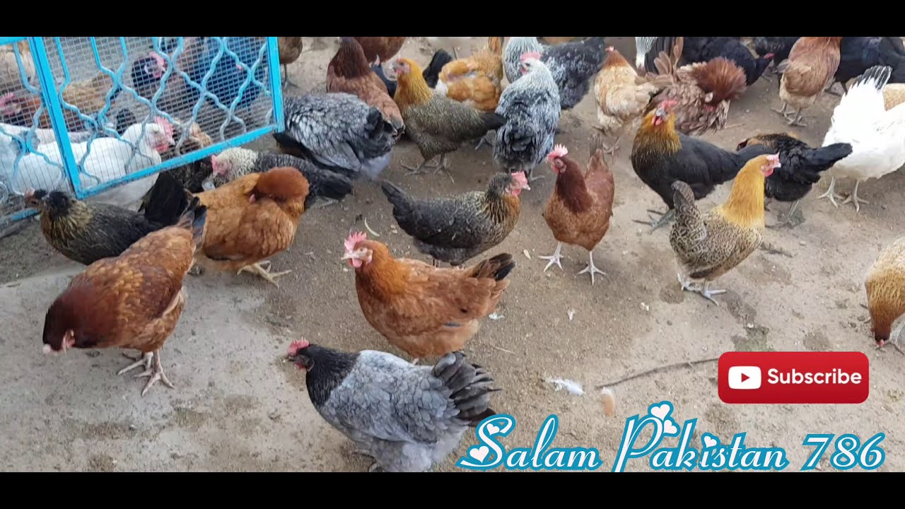 Desi Murgi poultry farm in Jhelum Pakistan - YouTube