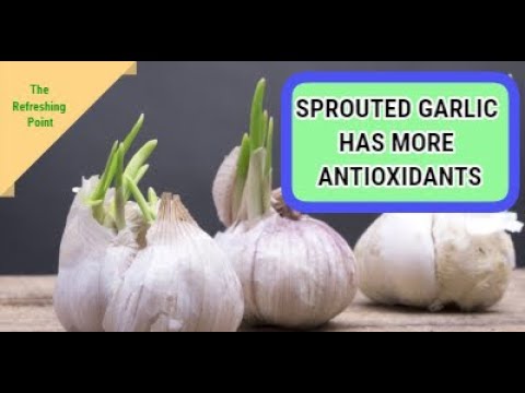Eat Sprouted Garlic - Contains Higher Antioxidant Levels than Fresh ...