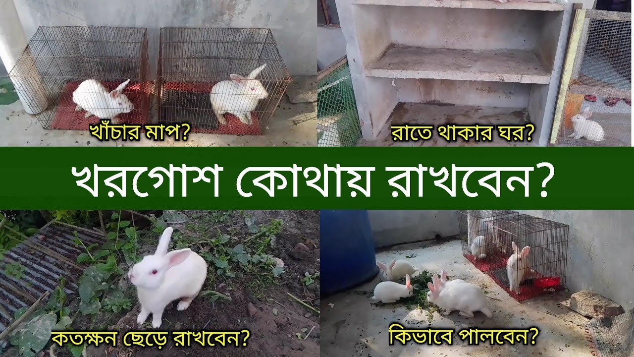 খরগোশ পালন বাসস্থান ও খাঁচার মাপ | খাঁচায় খরগোশ পালন পদ্ধতি | খরগোশের ...