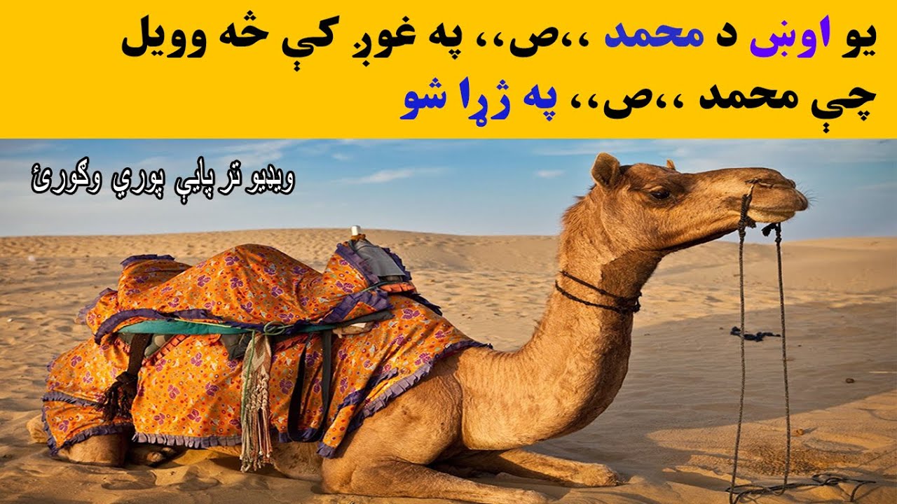 Prophet Hazrat Muhammad PBUH Beauty Of Islam And Camel Story - YouTube