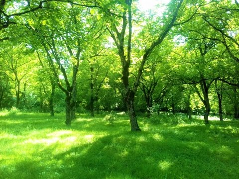 Georgia Kaxeti Telavi Karajala village