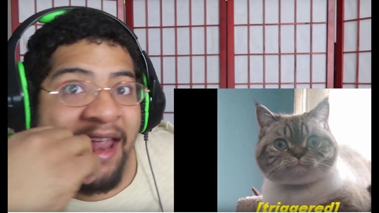 TierZoo- Cat vs Dog - Best Support Class! - YouTube