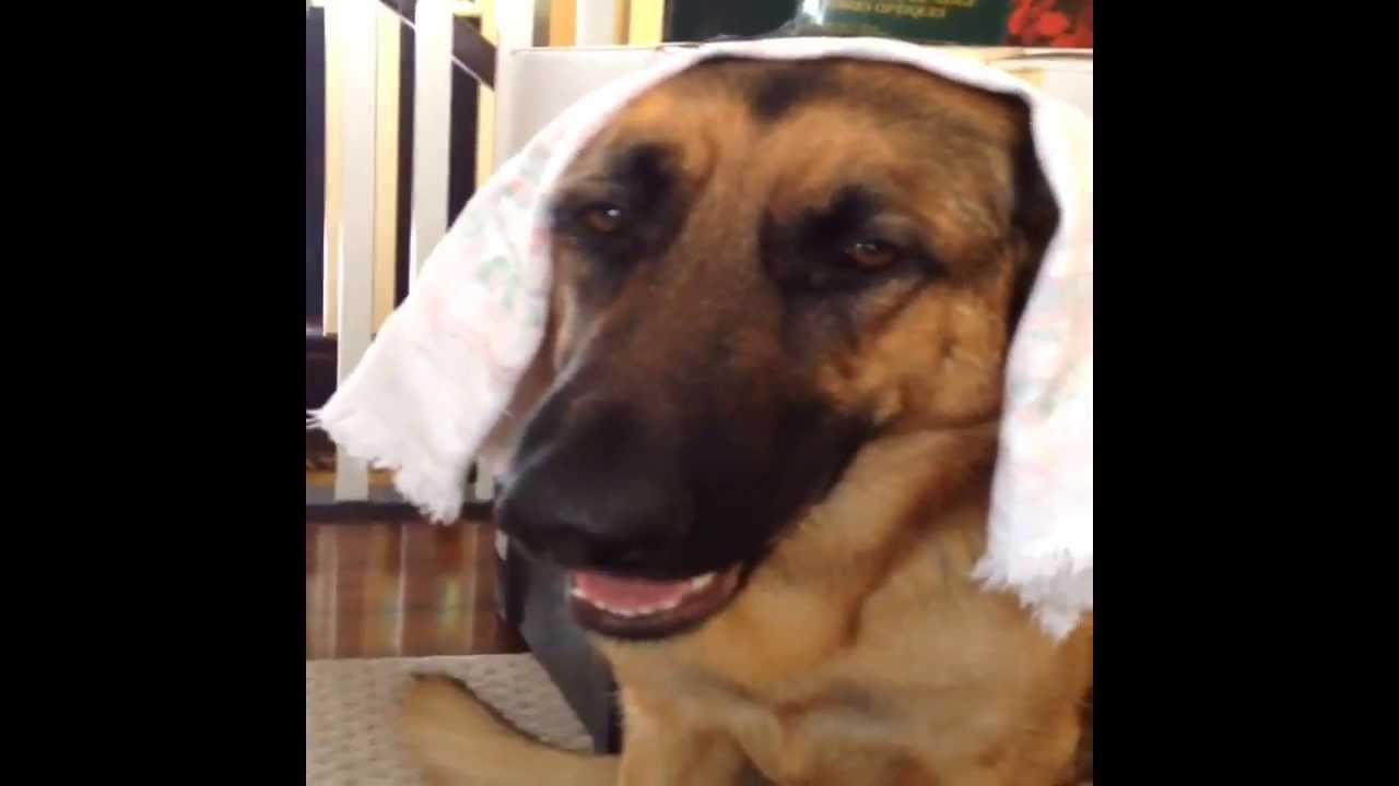 Funny farting dog! - YouTube