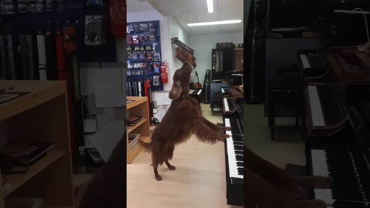 Elmo singing and playing Irish setter - YouTube