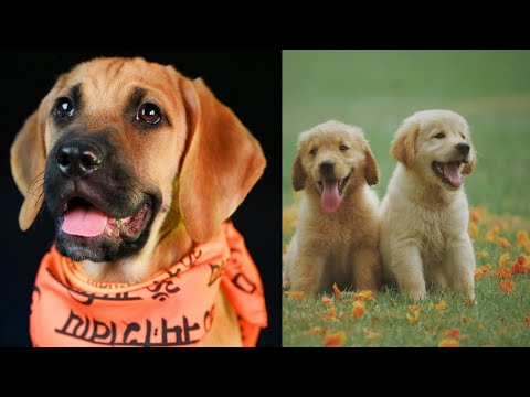 Kut dog and faney video 🥰@kamal kamal kishor-dd3np dady dog should be ...