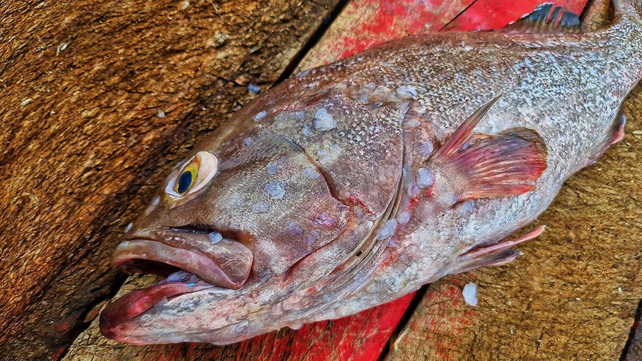 Grouper Fish Cutting Skills| Fresh Fish CuttingSkills - YouTube