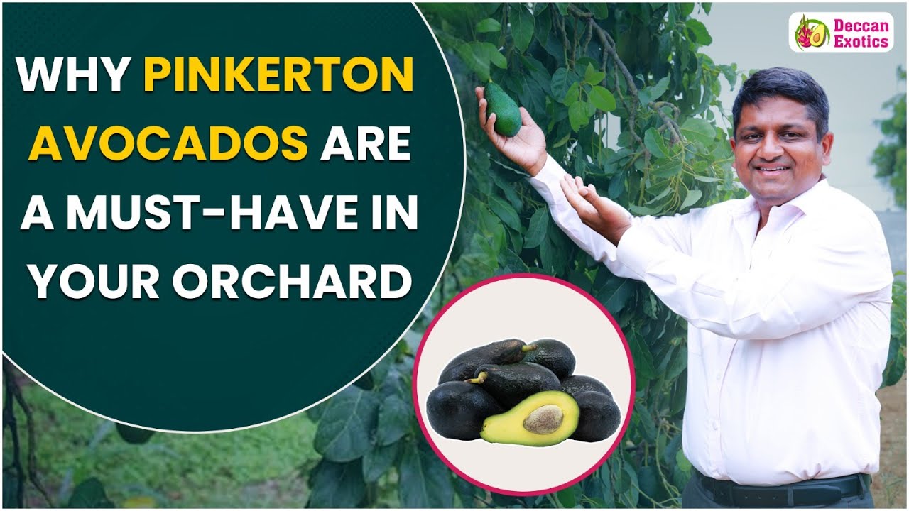 Pinkerton Avocado Plant Growth | Benefits of Pinkerton Avocado Plant ...