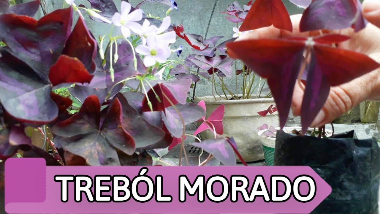 Como reproducir la planta trébol morado de tres hojas(Oxalis Regnellii ...