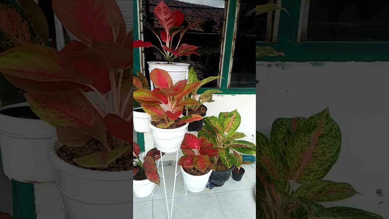 Bunga2 indah - YouTube