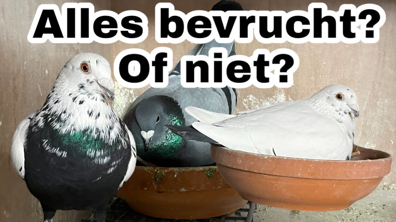 Zijn alle eieren bevrucht? | Postduiven kweken | Seizoen 2023 | - YouTube