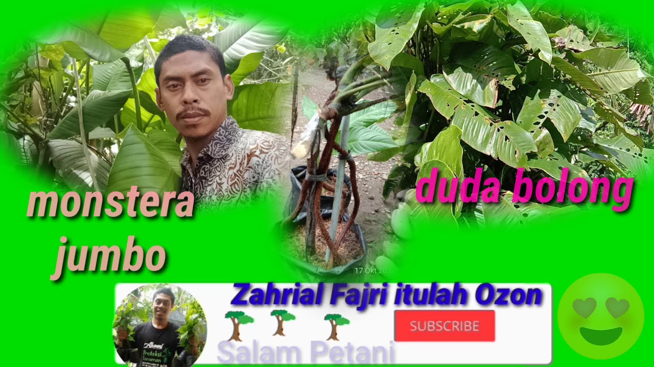 Monstera king, duda bolong, foraminifera - YouTube