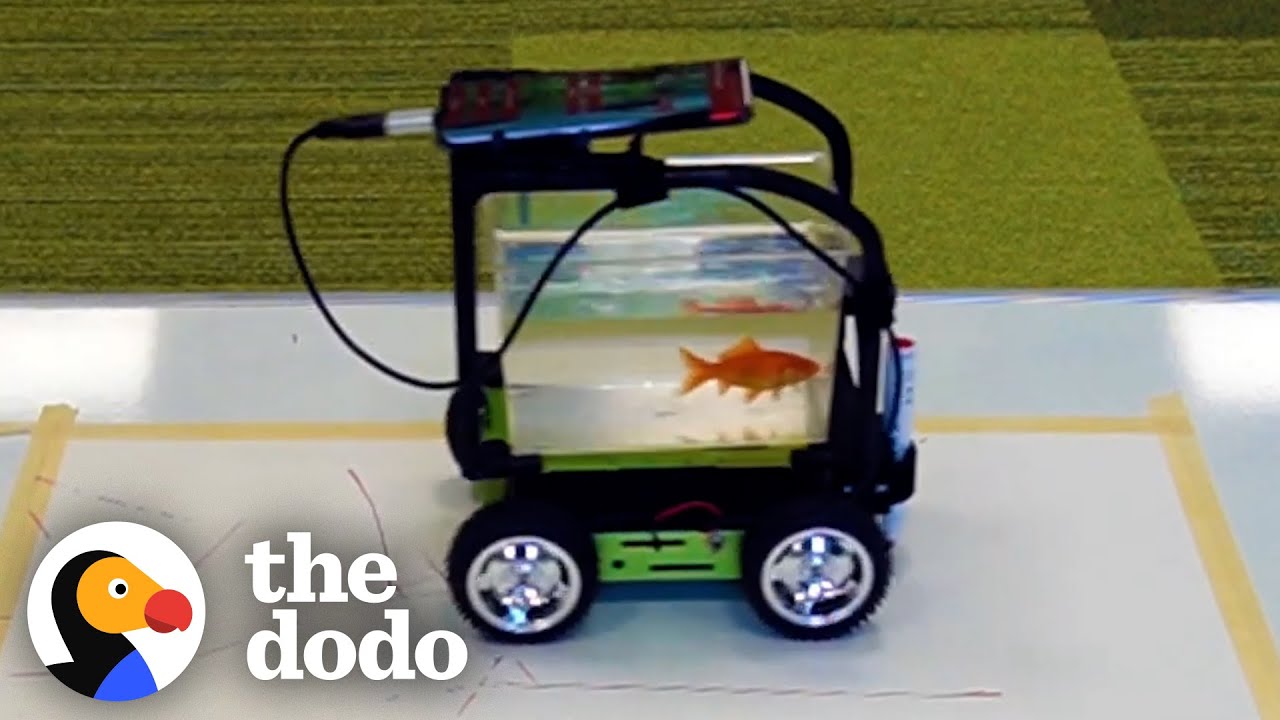 Watch This Fish "Drive" To His Mom To Get Treats | The Dodo - YouTube