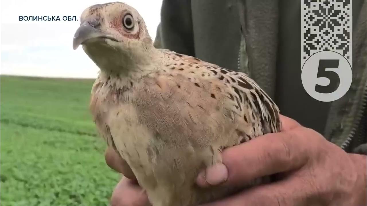 ВРЯТУВАТИ види які зникають Лісівники переселяють тварин з вольєрів у дику природу Youtube