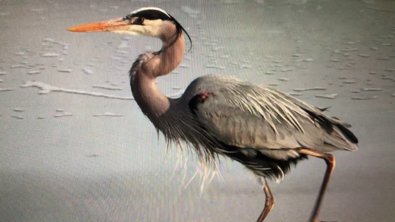 great blue heron song call - YouTube