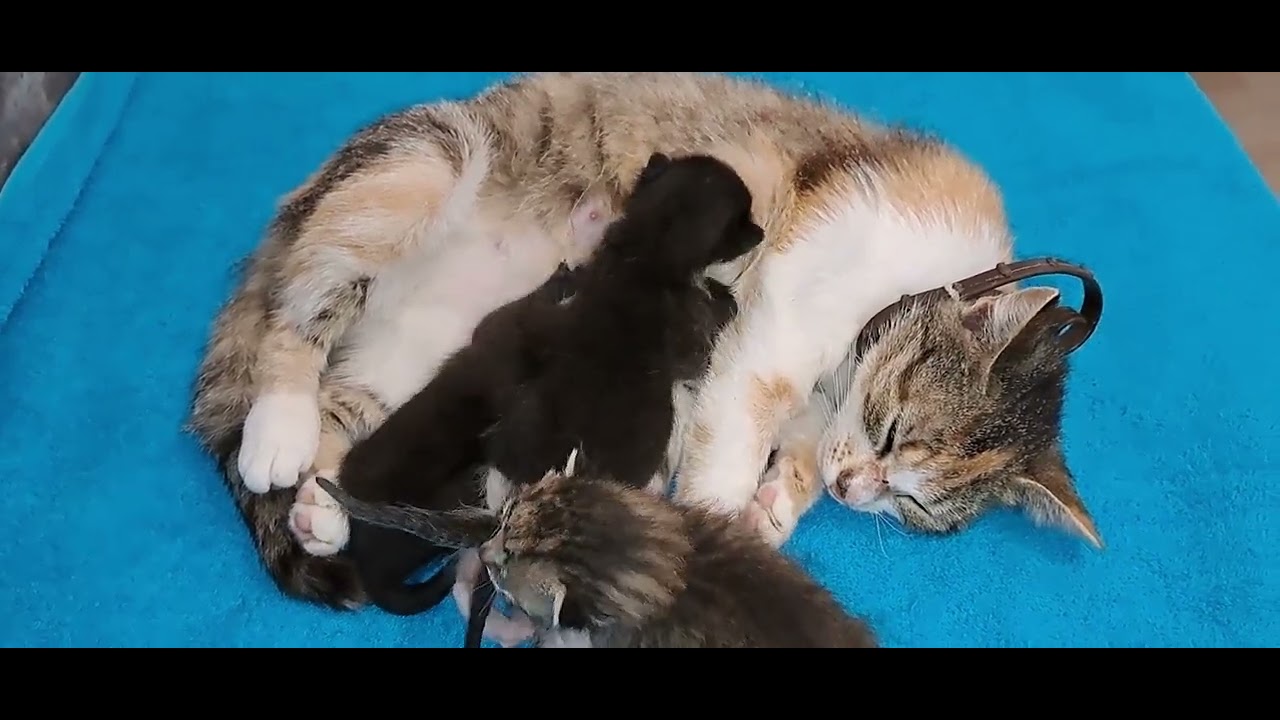 KITTENS MEOWING SOUND - Cute Kittens Meowing for Milk - YouTube