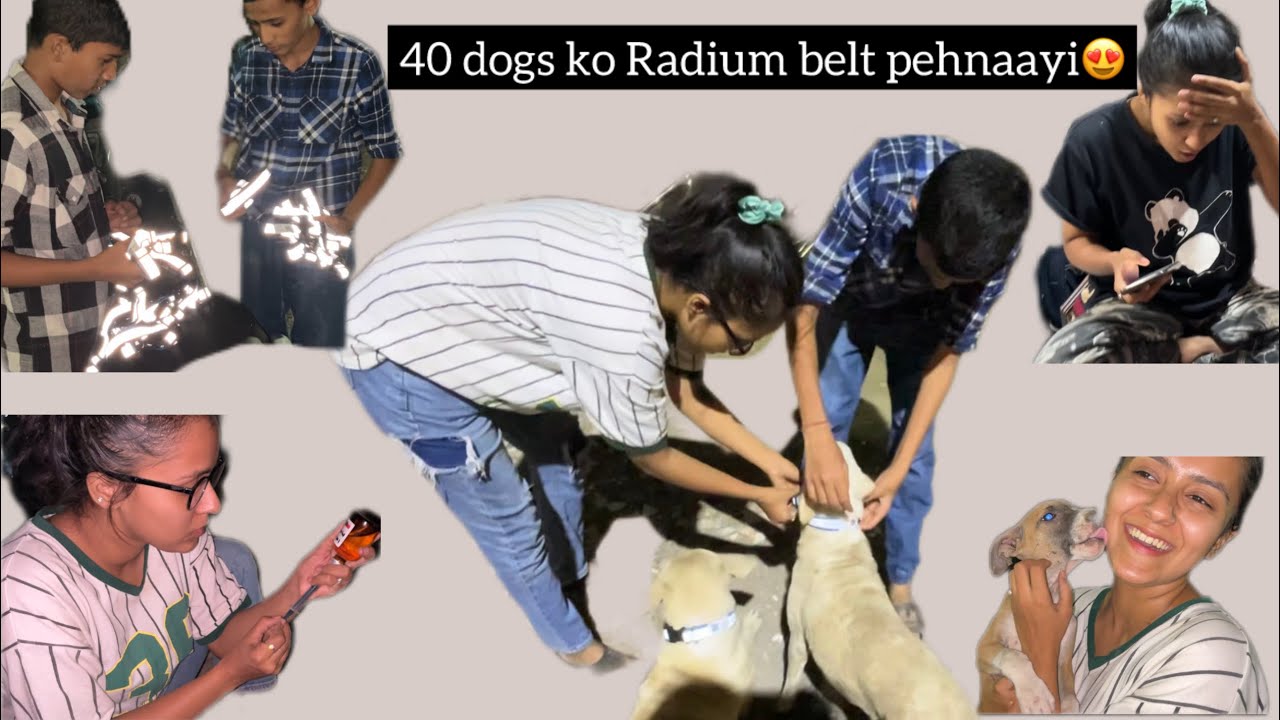 40 dogs ko radium belt phenaayi aur timtim se bhi mili😍 #lifeofdeepa # ...