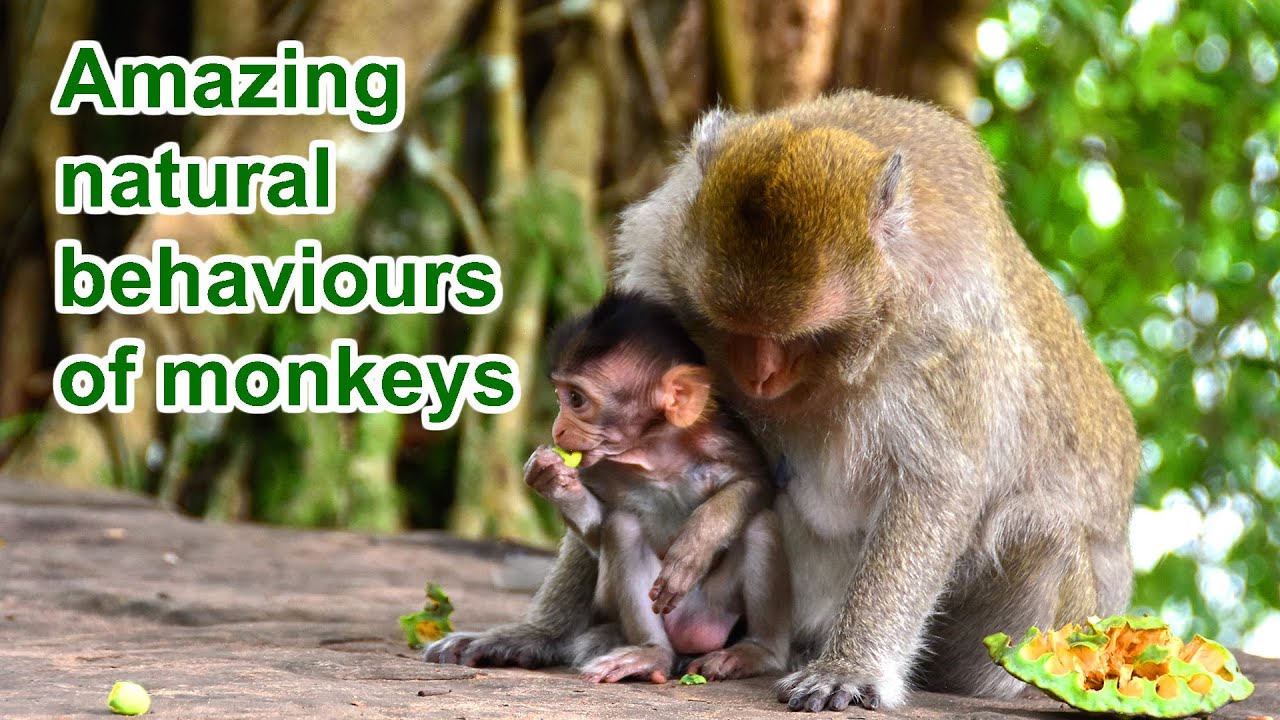 Amazing natural behaviours of monkeys - how they eat and how they live ...