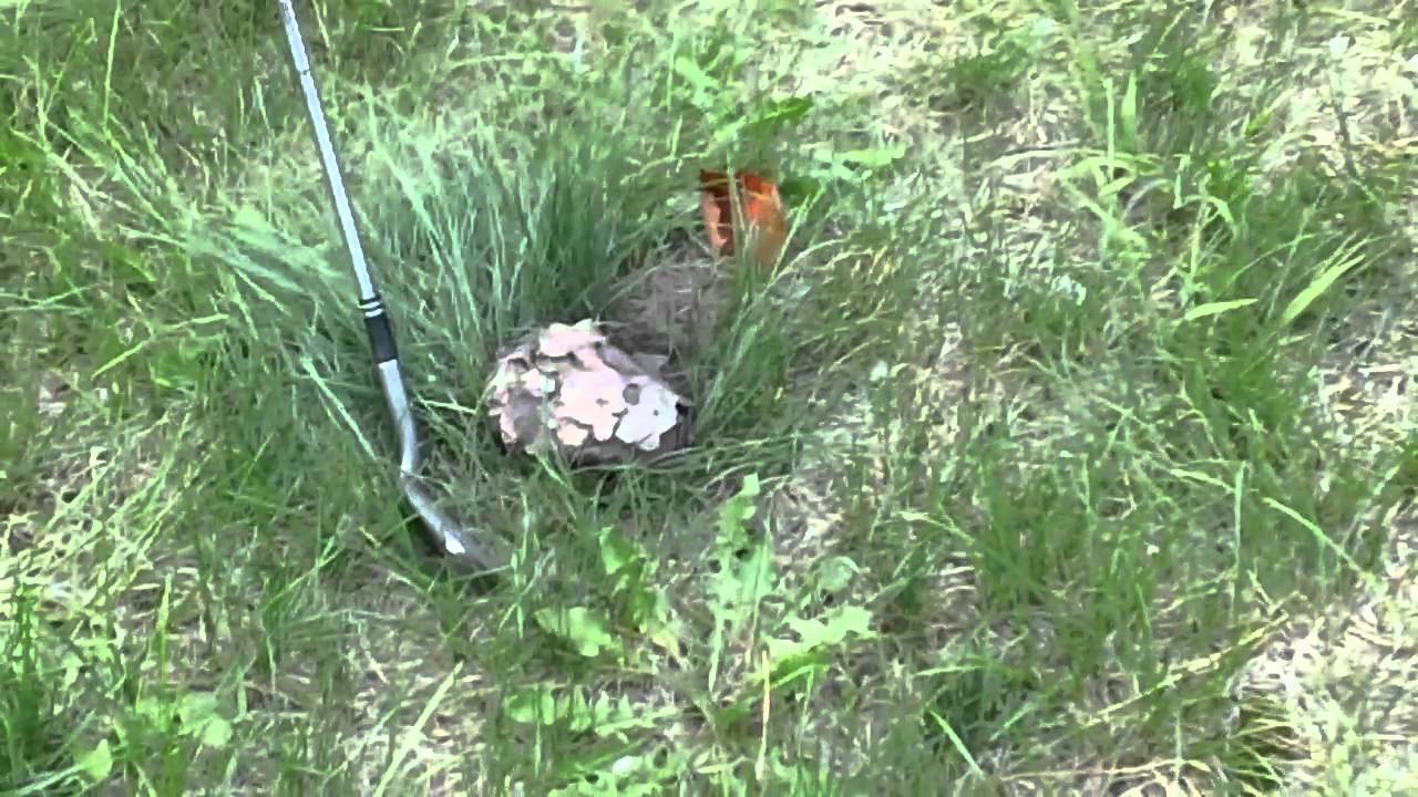 Puffball Mushroom + Gulf Club = Huge Spore Cloud - YouTube